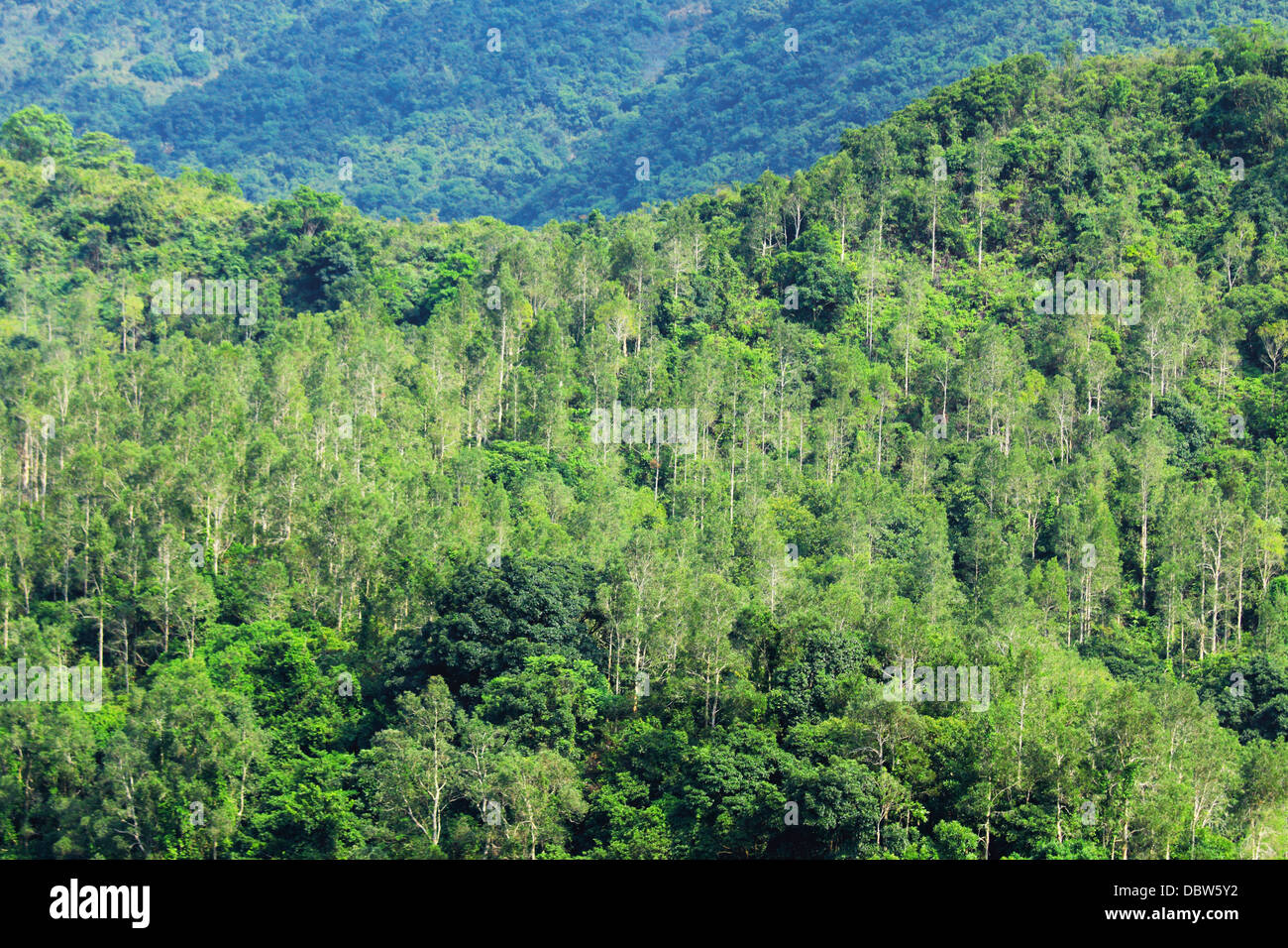 Dense tropical rainforests hi-res stock photography and images - Alamy