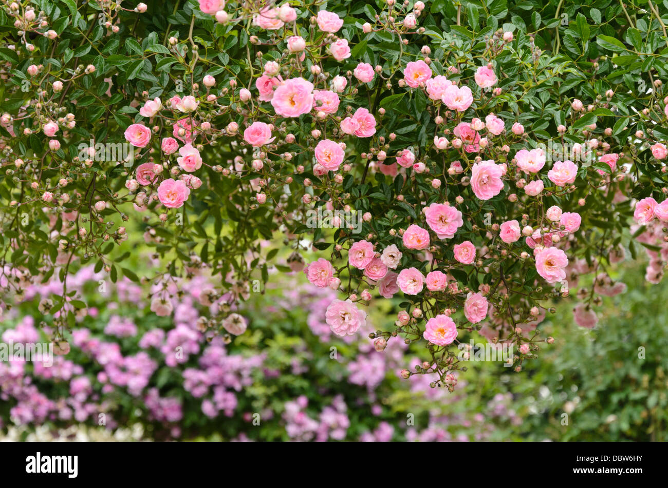 Fraîcheur hi-res stock photography and images - Alamy