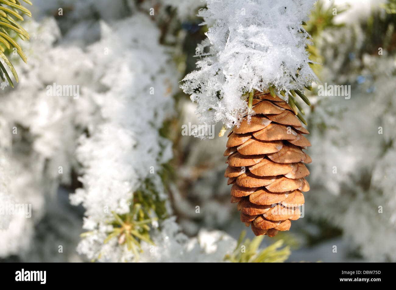 Pine Cones Snow