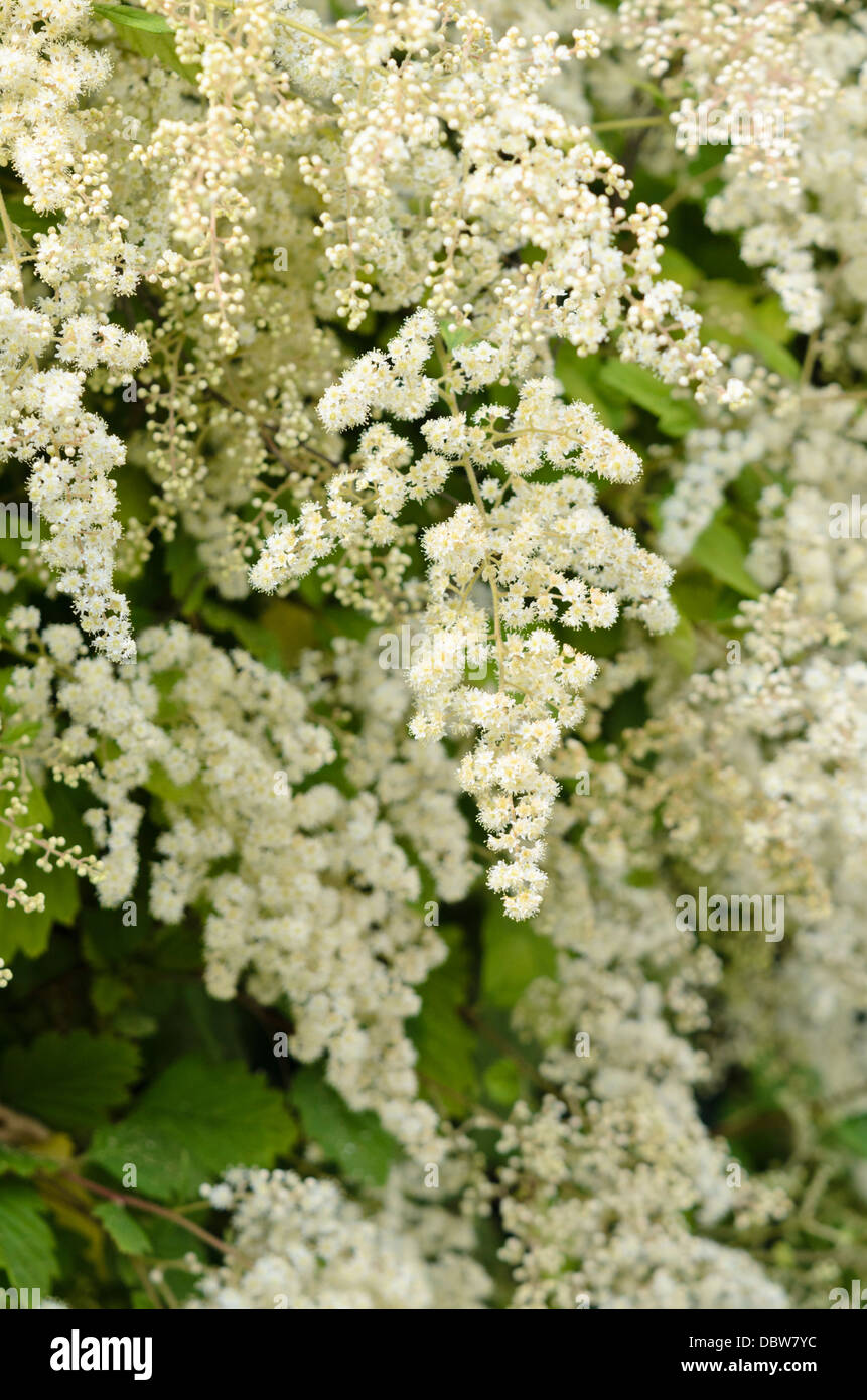 Ocean spray (Holodiscus discolor var. ariifolius Stock Photo - Alamy