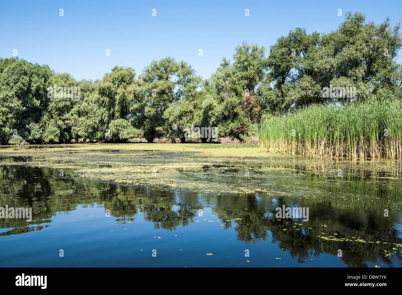 Danube river Delta, beautiful landscape with reeds, Romania, Dobrogea ...