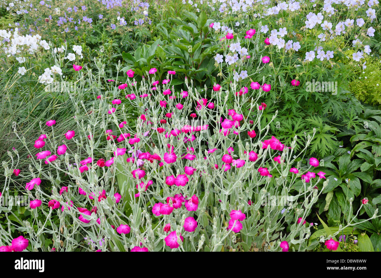Crown pink (Lychnis coronaria syn. Silene coronaria) and cranesbill ...