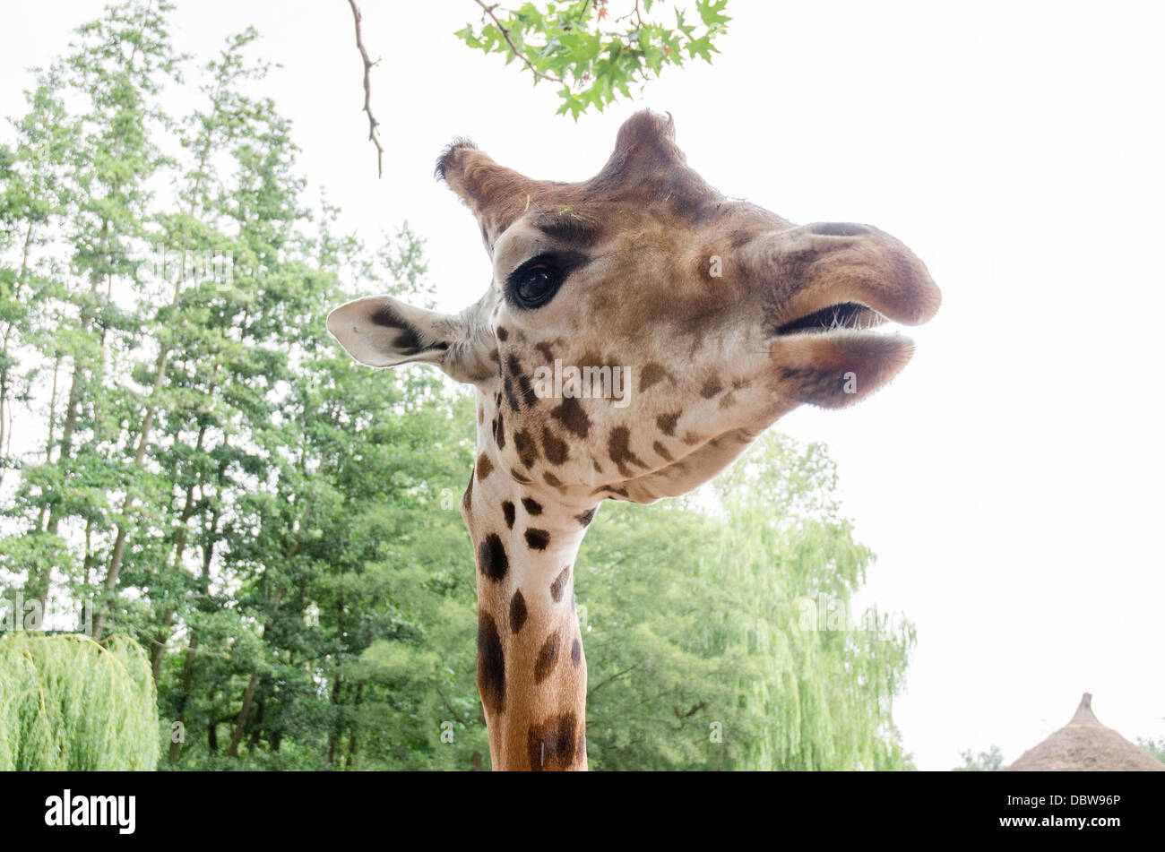 Giraffe portrait wildlife hi-res stock photography and images - Alamy