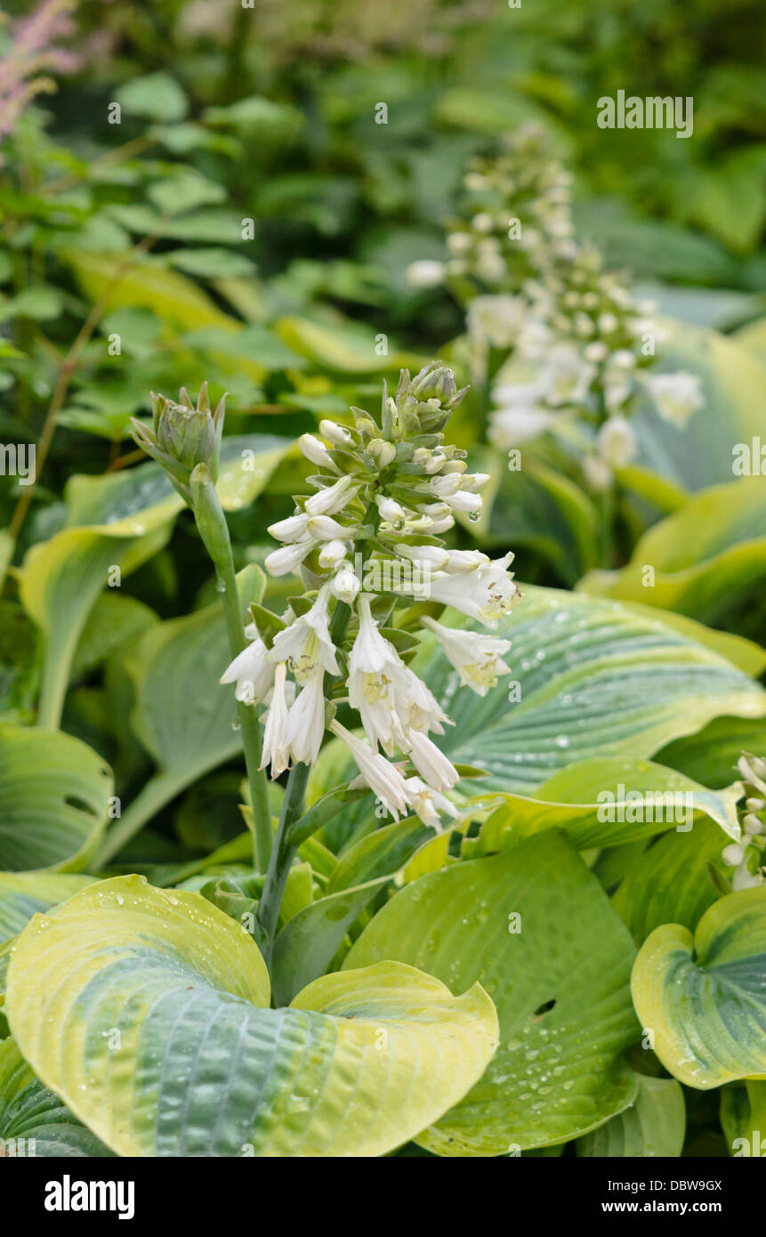 Plantain lily (Hosta x tardiana 'Bright Glow' Stock Photo - Alamy