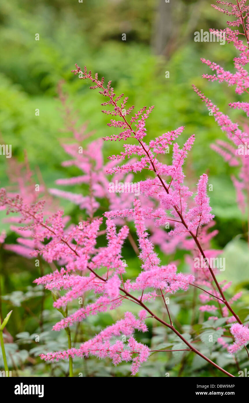Pink astilbes hi-res stock photography and images - Alamy