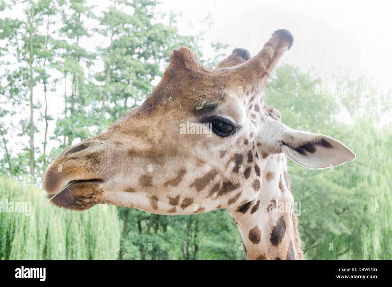 Giraffe portrait wildlife hi-res stock photography and images - Alamy
