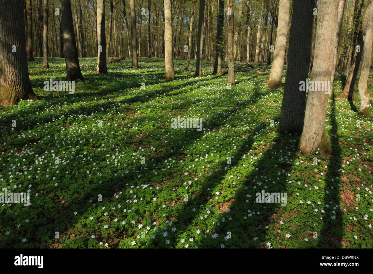 Spring in the deciduous forest Stock Photo - Alamy