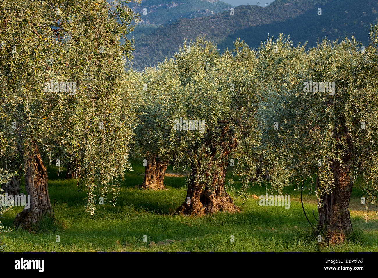 Olive trees plantation season hi-res stock photography and images - Alamy