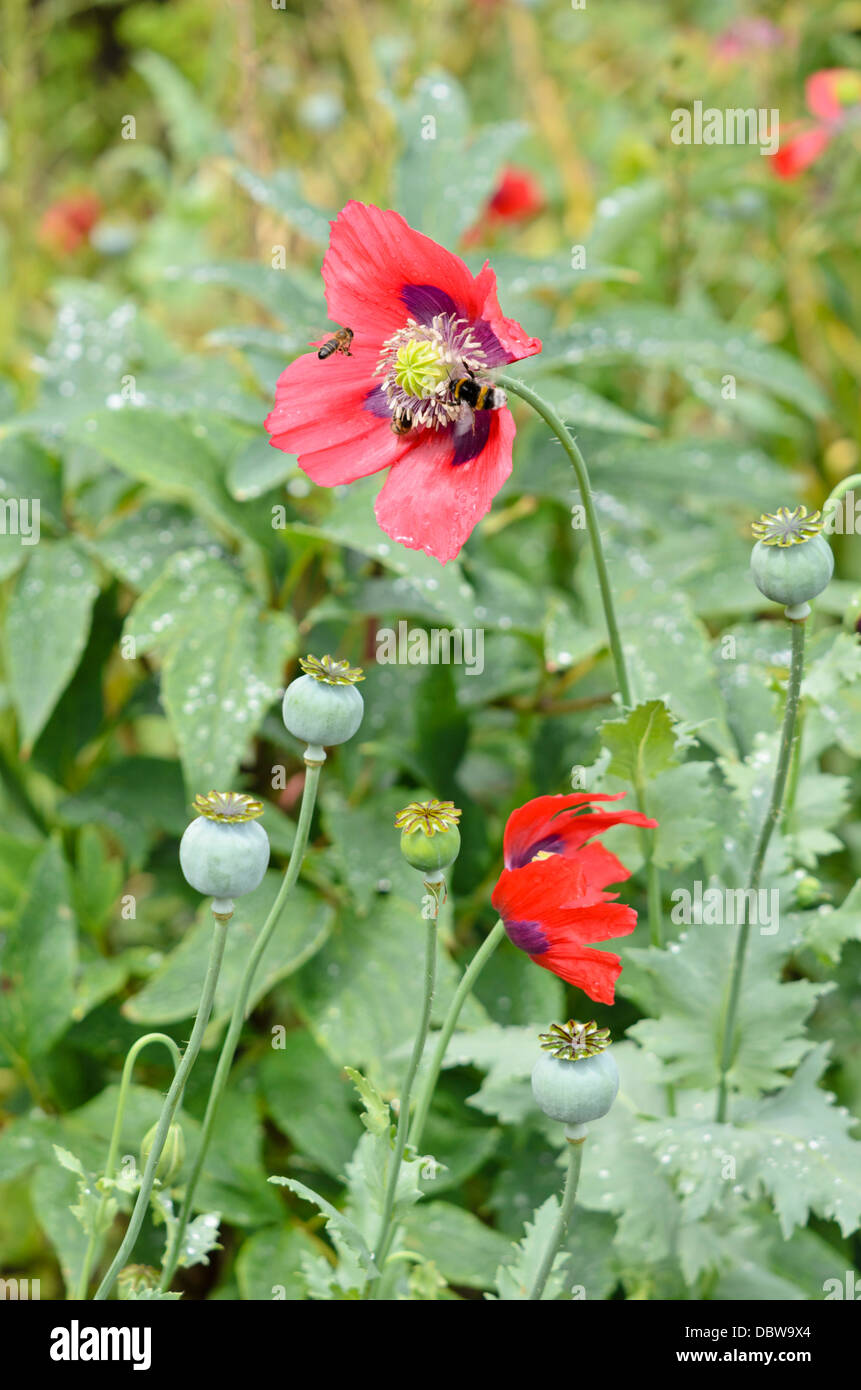 Heroin plant hi-res stock photography and images - Alamy