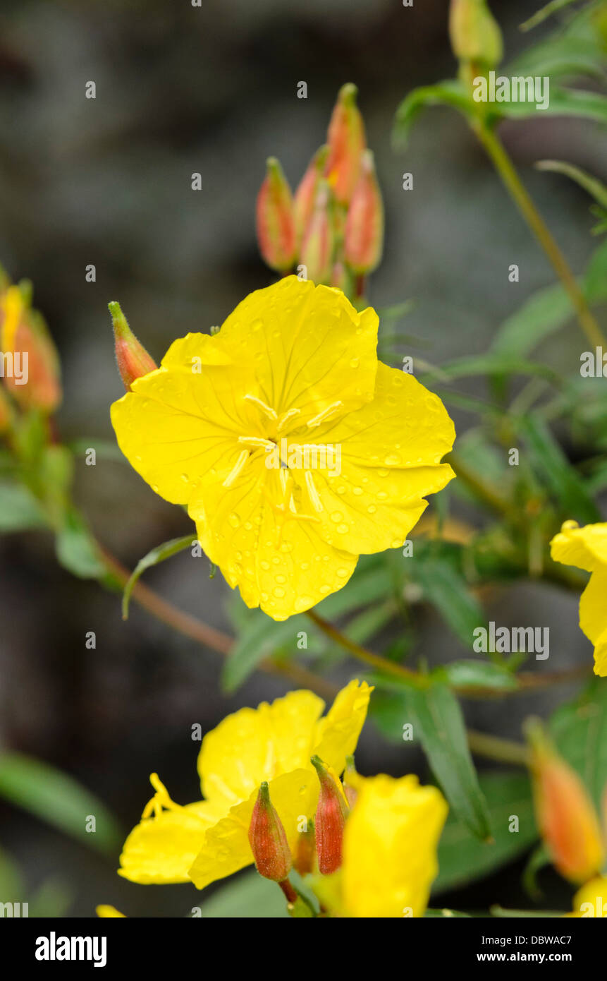 Oenothera fruticosa hi-res stock photography and images - Alamy