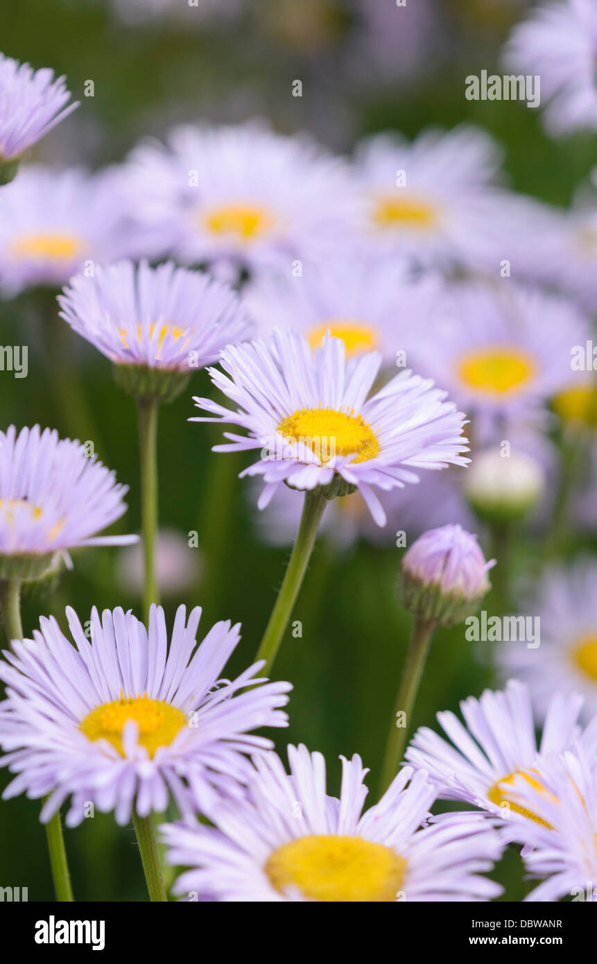 Erigeron flower hi-res stock photography and images - Alamy