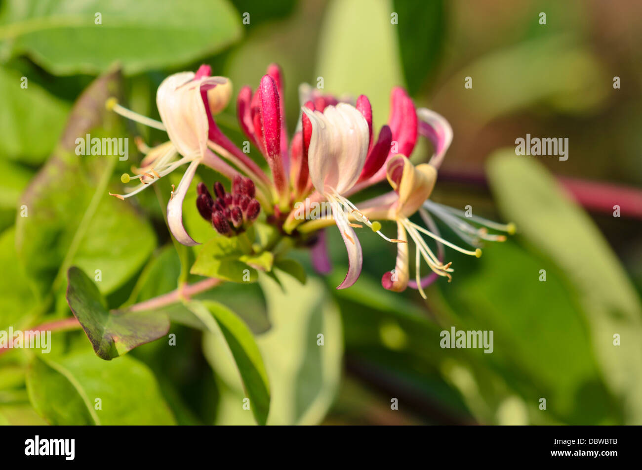 Common honeysuckle (Lonicera periclymenum Stock Photo - Alamy