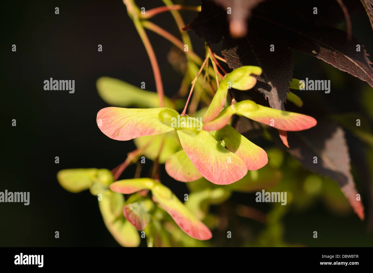 Japanese maple (Acer palmatum 'Atropurpureum' Stock Photo - Alamy