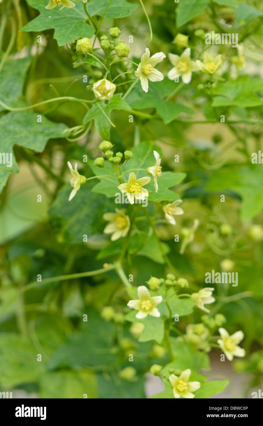 Cretica hi-res stock photography and images - Alamy