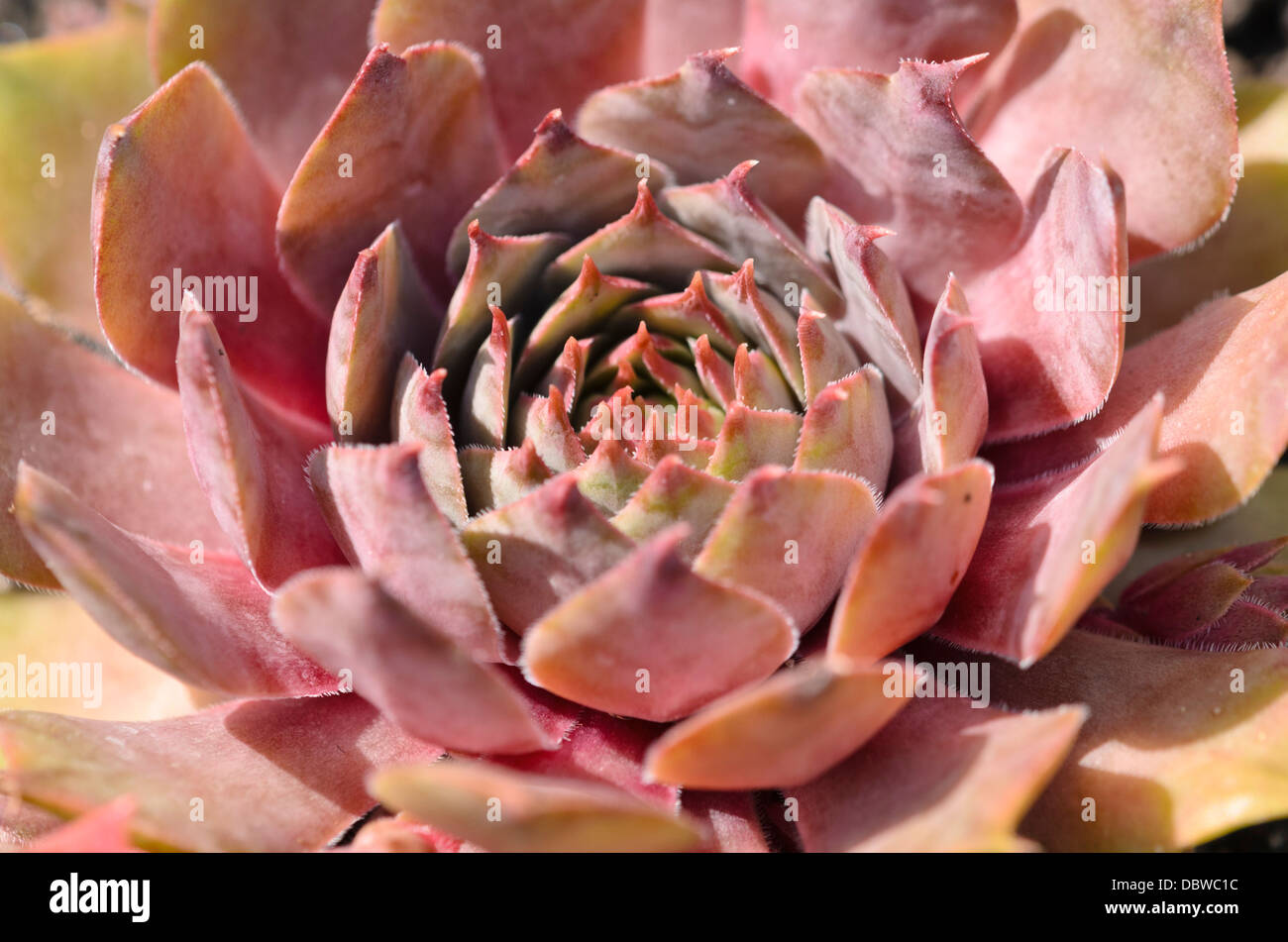 Common houseleek (Sempervivum tectorum 'Atroviolaceum' Stock Photo - Alamy