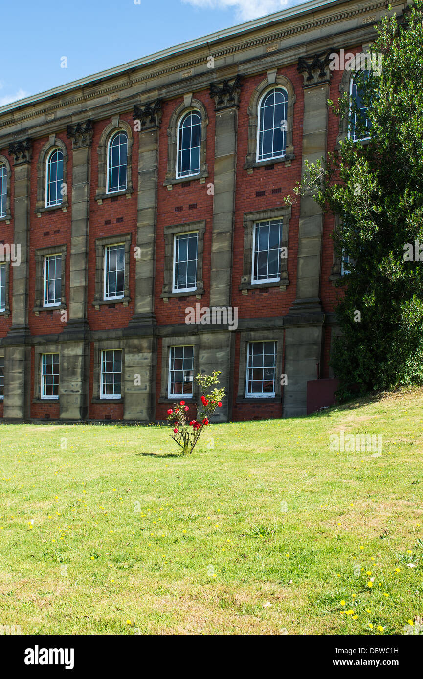 A red rose on a lawn with a grand chapel building in the background ...