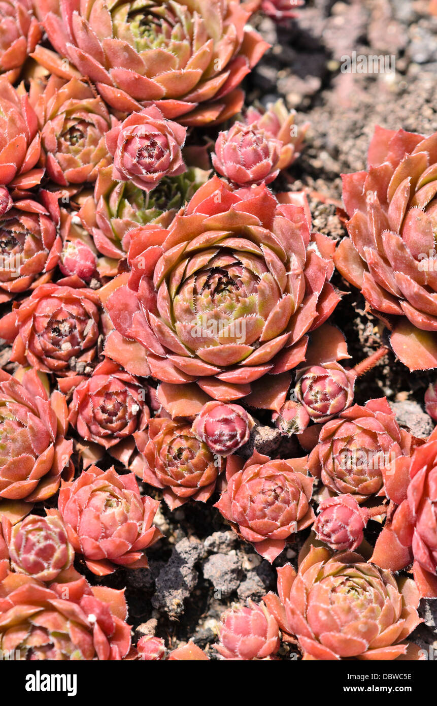 Common houseleek (Sempervivum tectorum 'Nocturno' Stock Photo - Alamy