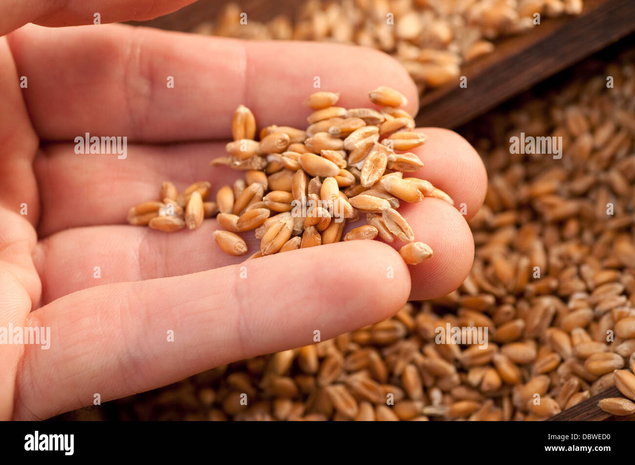 Hand holding wheat grains Stock Photo - Alamy