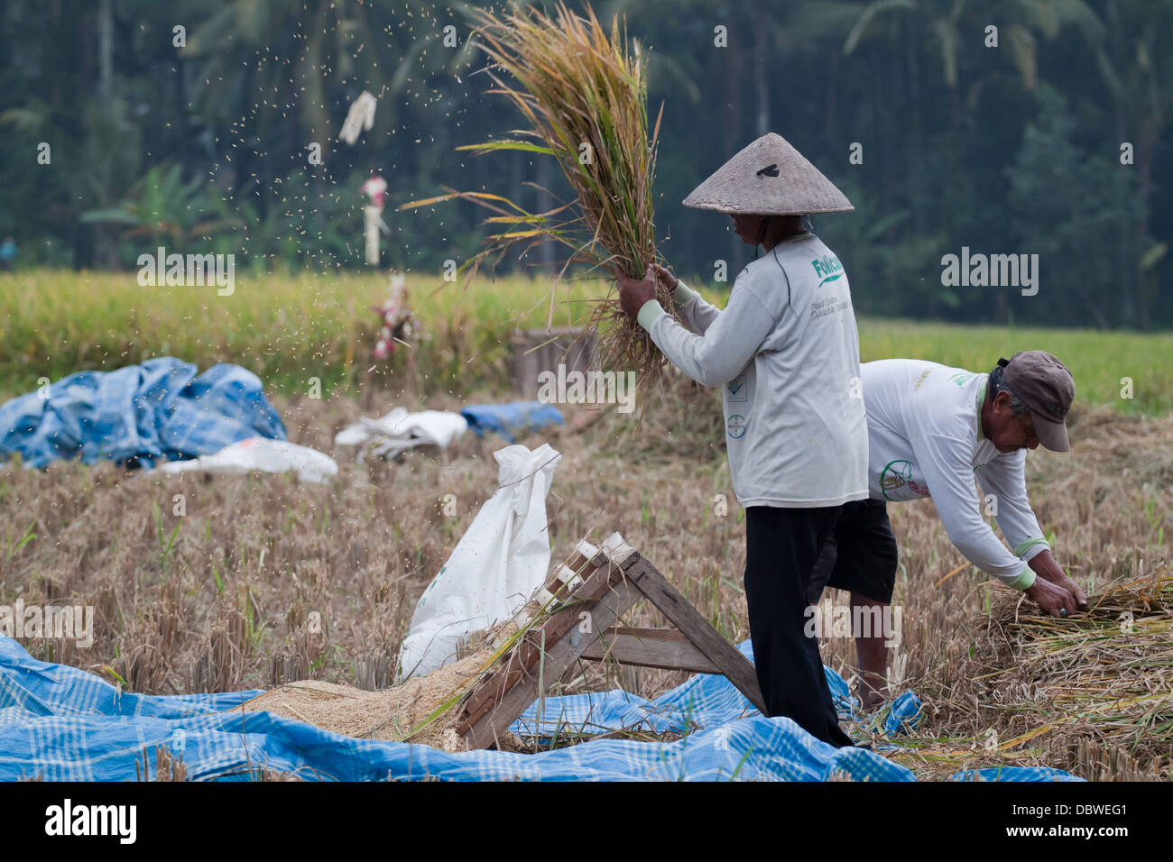 Rice harvest time hi-res stock photography and images - Alamy