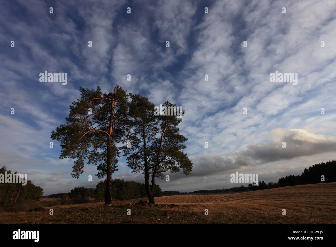 Two Pine trees in the Field Stock Photo - Alamy