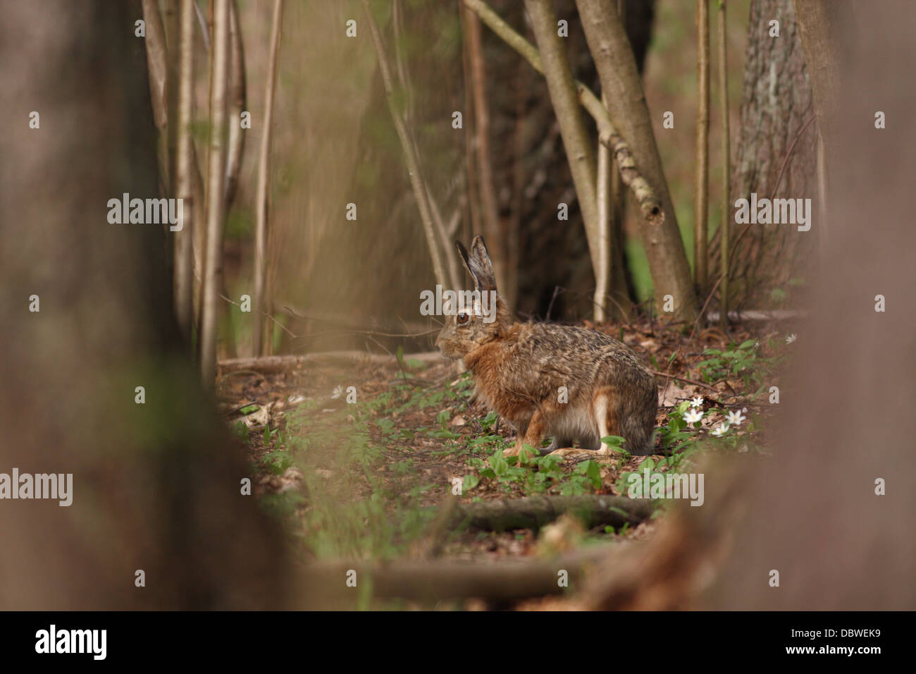 Hare in the deciduous forest Stock Photo - Alamy
