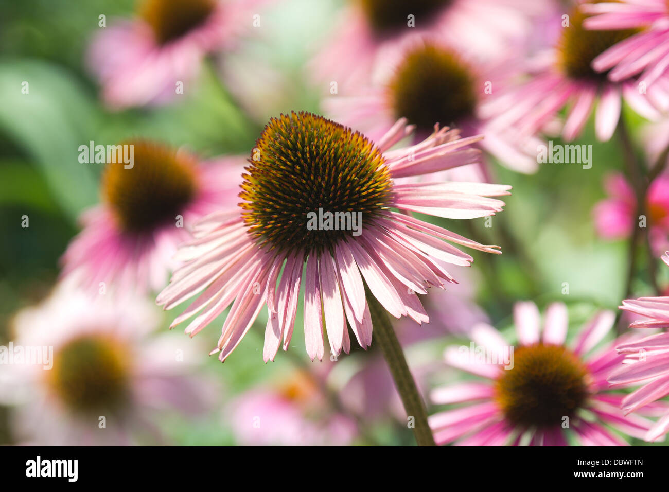 Focused flowers hi-res stock photography and images - Alamy