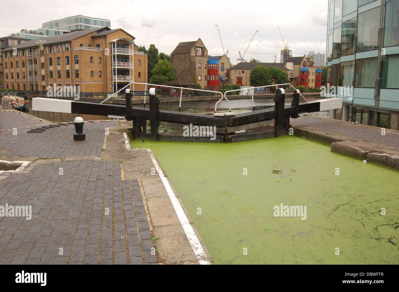 Toxic green algae on the Regents canal in London, England Stock Photo ...