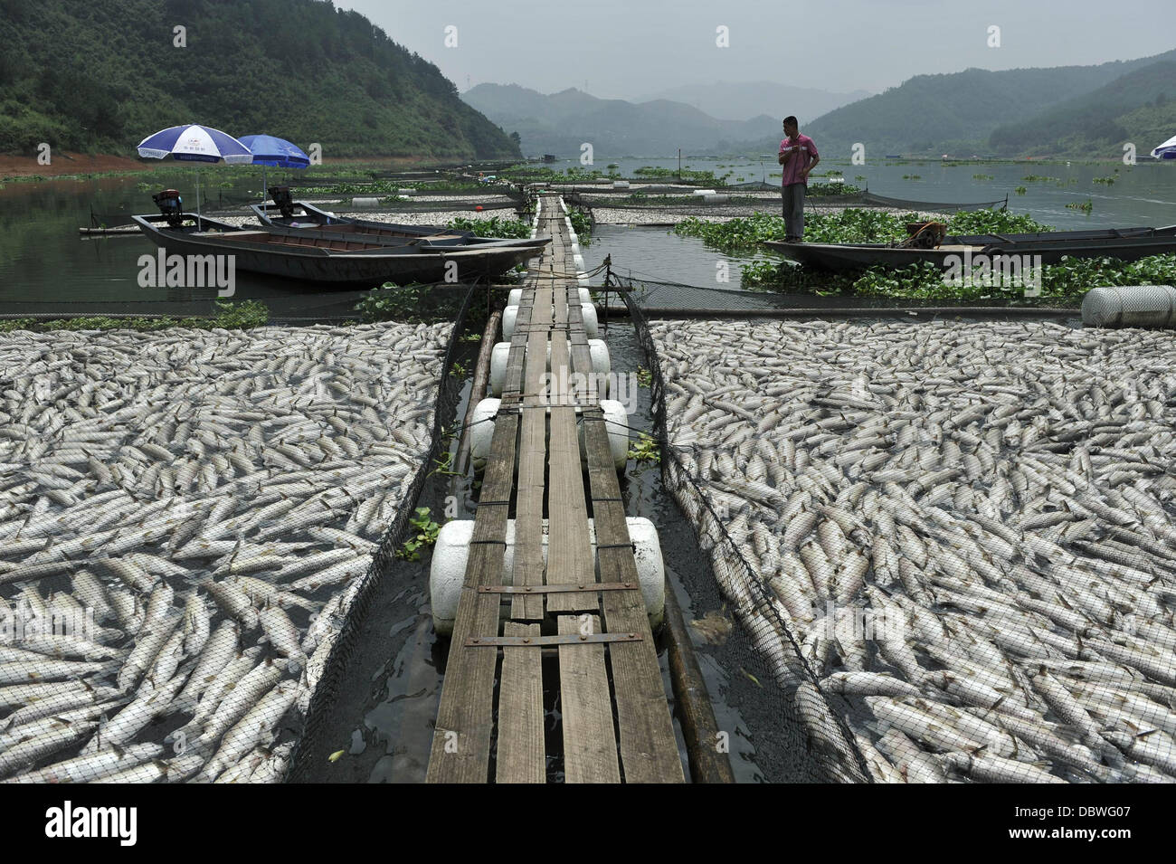 Floating dead fish on an aquatic farm in the Shuikou Reservoir in ...