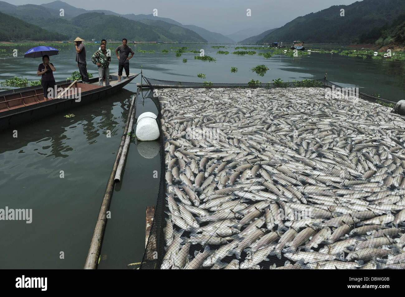 Floating dead fish on an aquatic farm in the Shuikou Reservoir in ...