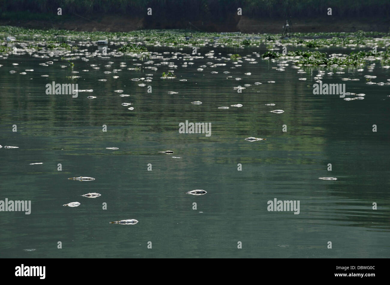 Floating dead fish on an aquatic farm in the Shuikou Reservoir in ...