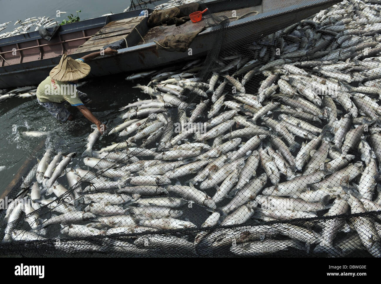 Floating dead fish on an aquatic farm in the Shuikou Reservoir in ...