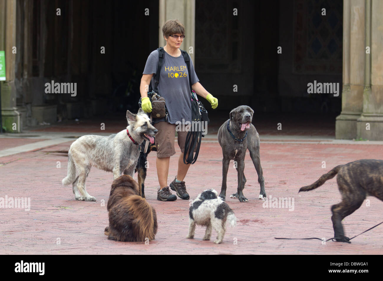 Lady and many dogs hi-res stock photography and images - Alamy