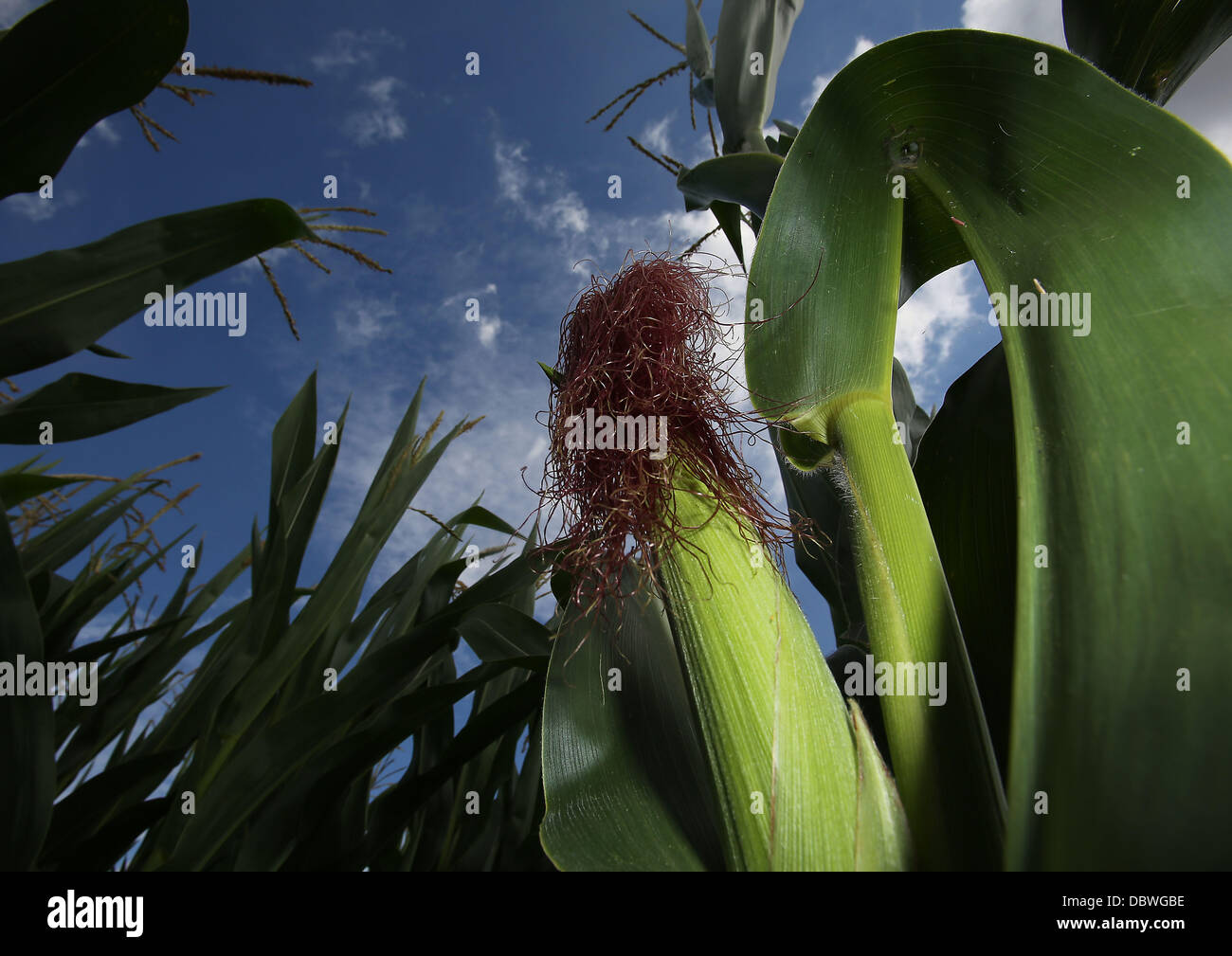 Maize plants stand on a field near Bergheim, Germany, 30 July 2013 ...