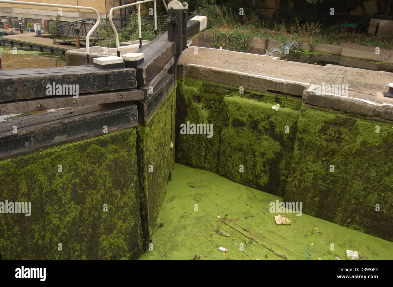 Green Algae Bloom On The Regents Canal High Resolution Stock ...