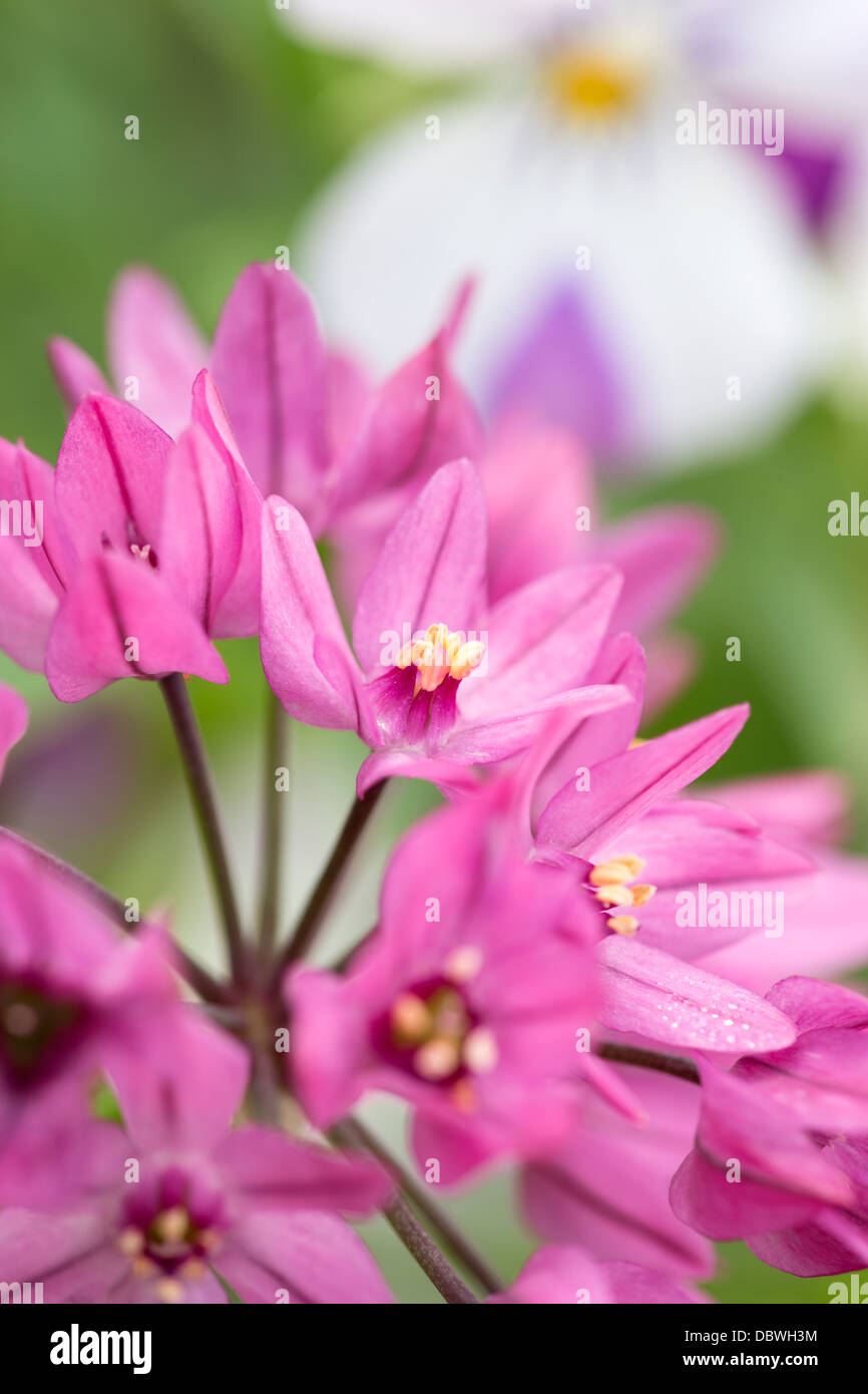 Allium oreophilum - Pink Lily Leek Stock Photo - Alamy