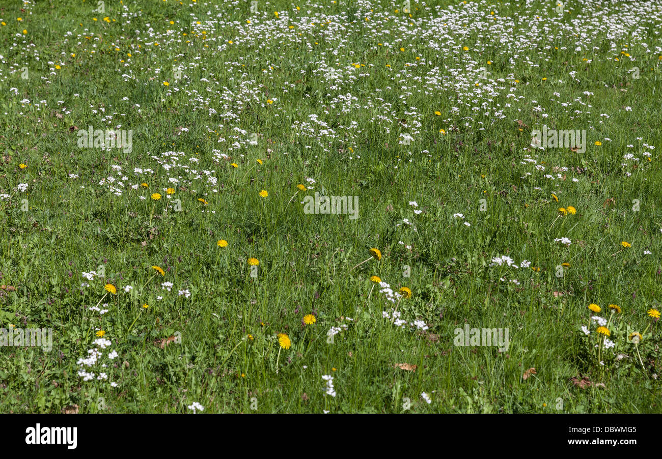 summer meadow background Stock Photo - Alamy