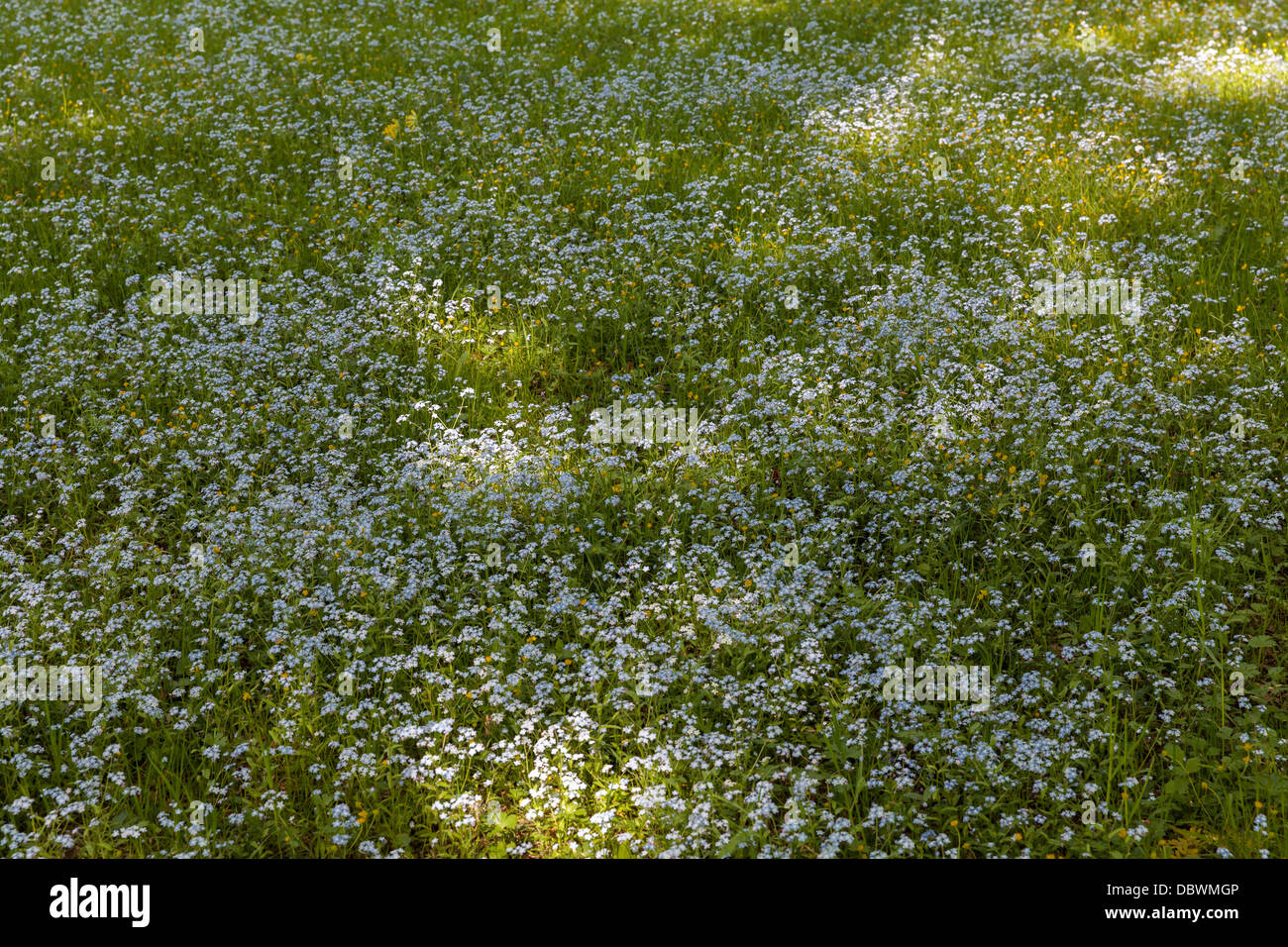 meadow full of blue forget-me-not flowers Stock Photo - Alamy