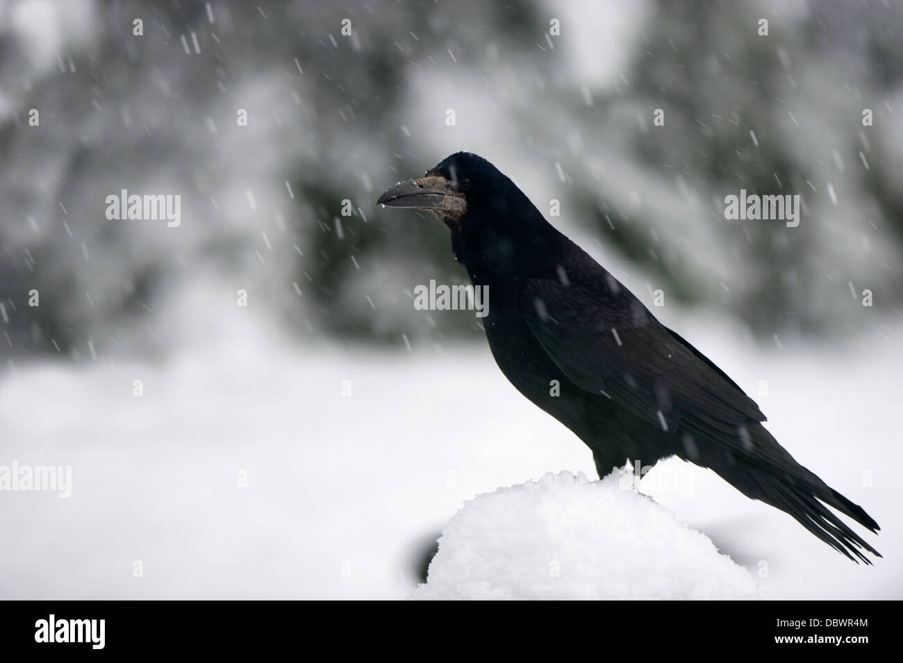 Rook bird hi-res stock photography and images - Alamy