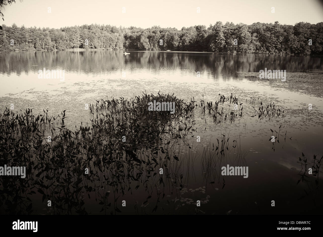 Hampshire pond hi-res stock photography and images - Alamy