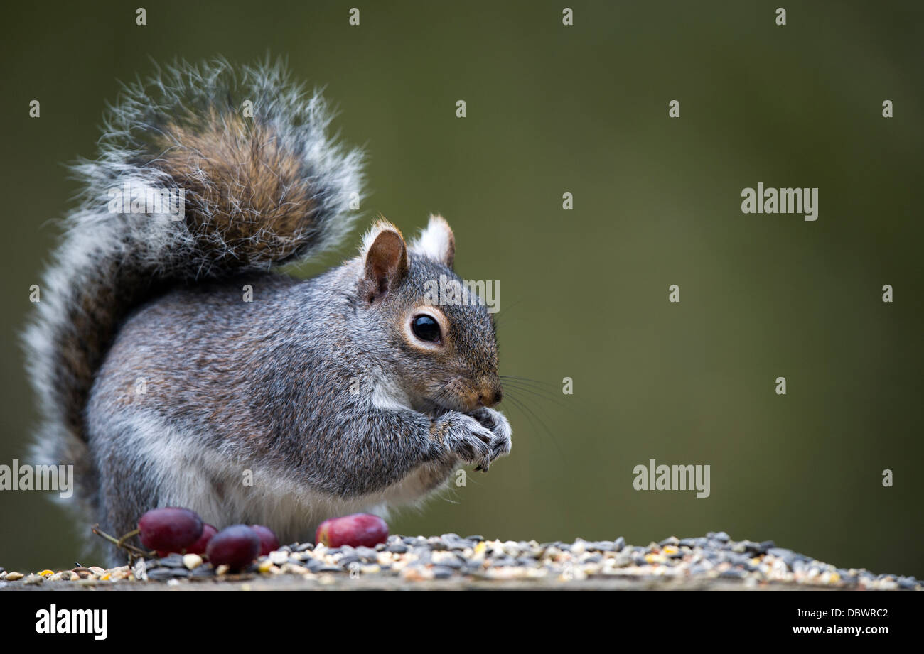 Grey squirrel mammal hi-res stock photography and images - Alamy