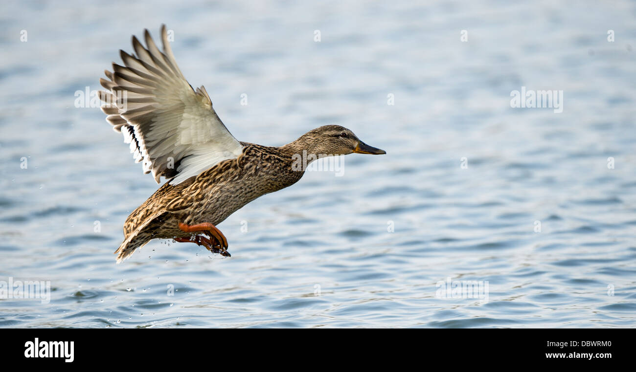 Duck flying over water hi-res stock photography and images - Alamy