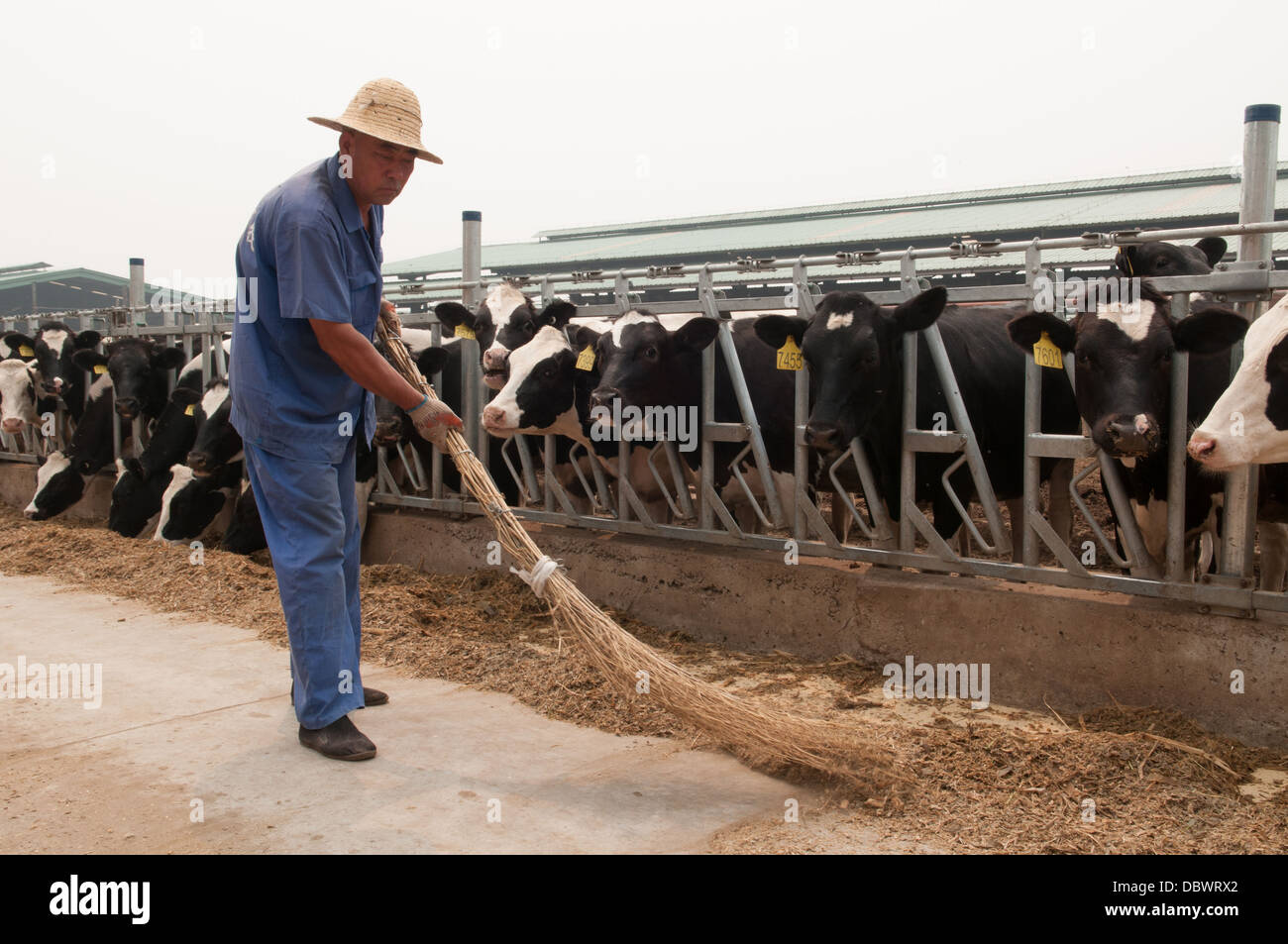Industrial cattle china hi-res stock photography and images - Alamy