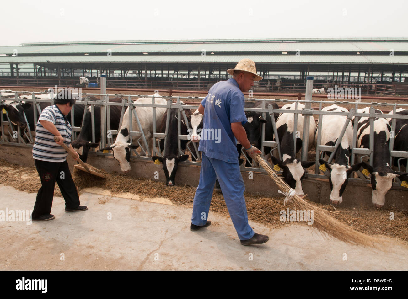 Industrial cattle china hi-res stock photography and images - Alamy