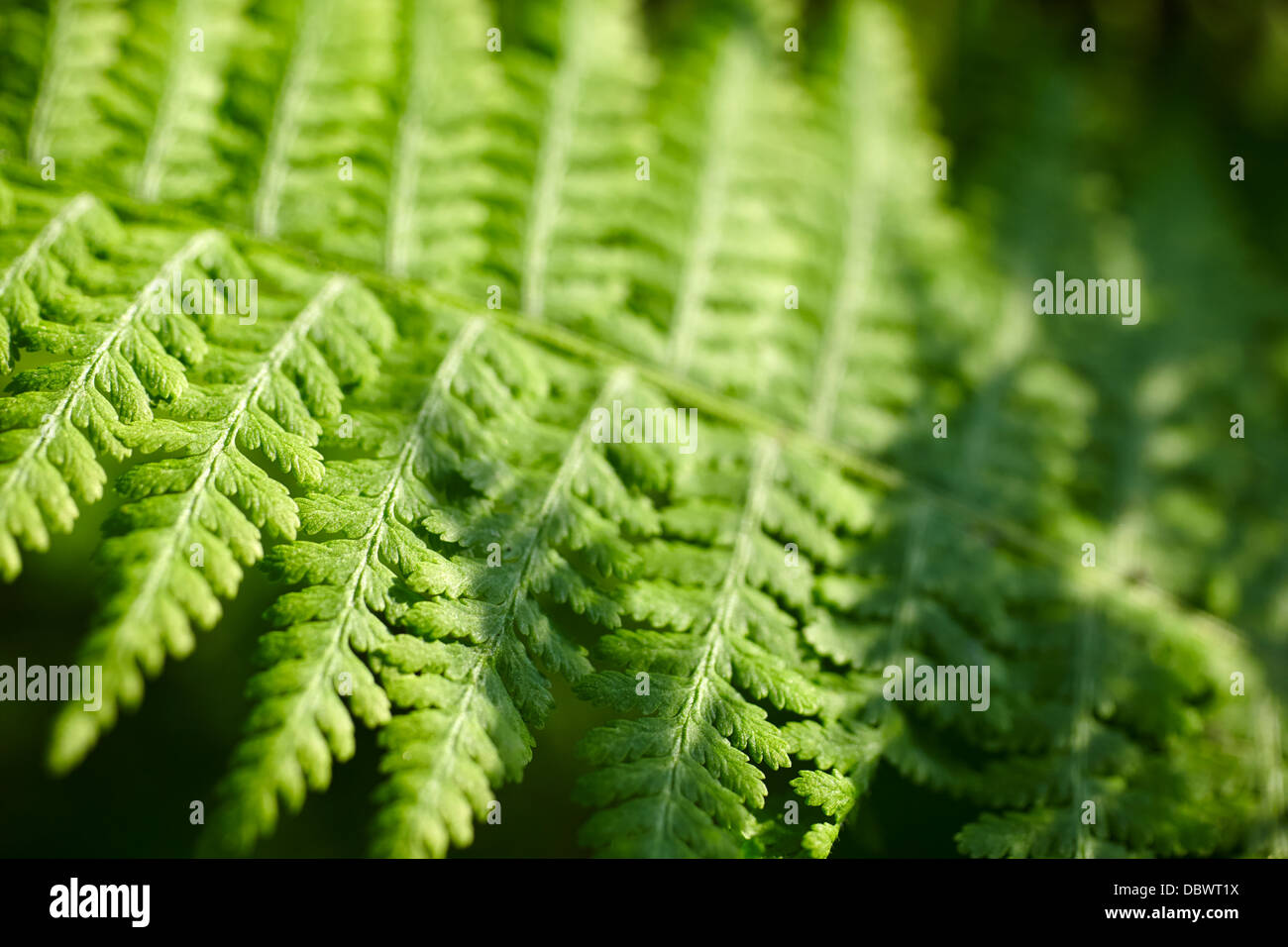 Fern leaves sunshine hi-res stock photography and images - Alamy