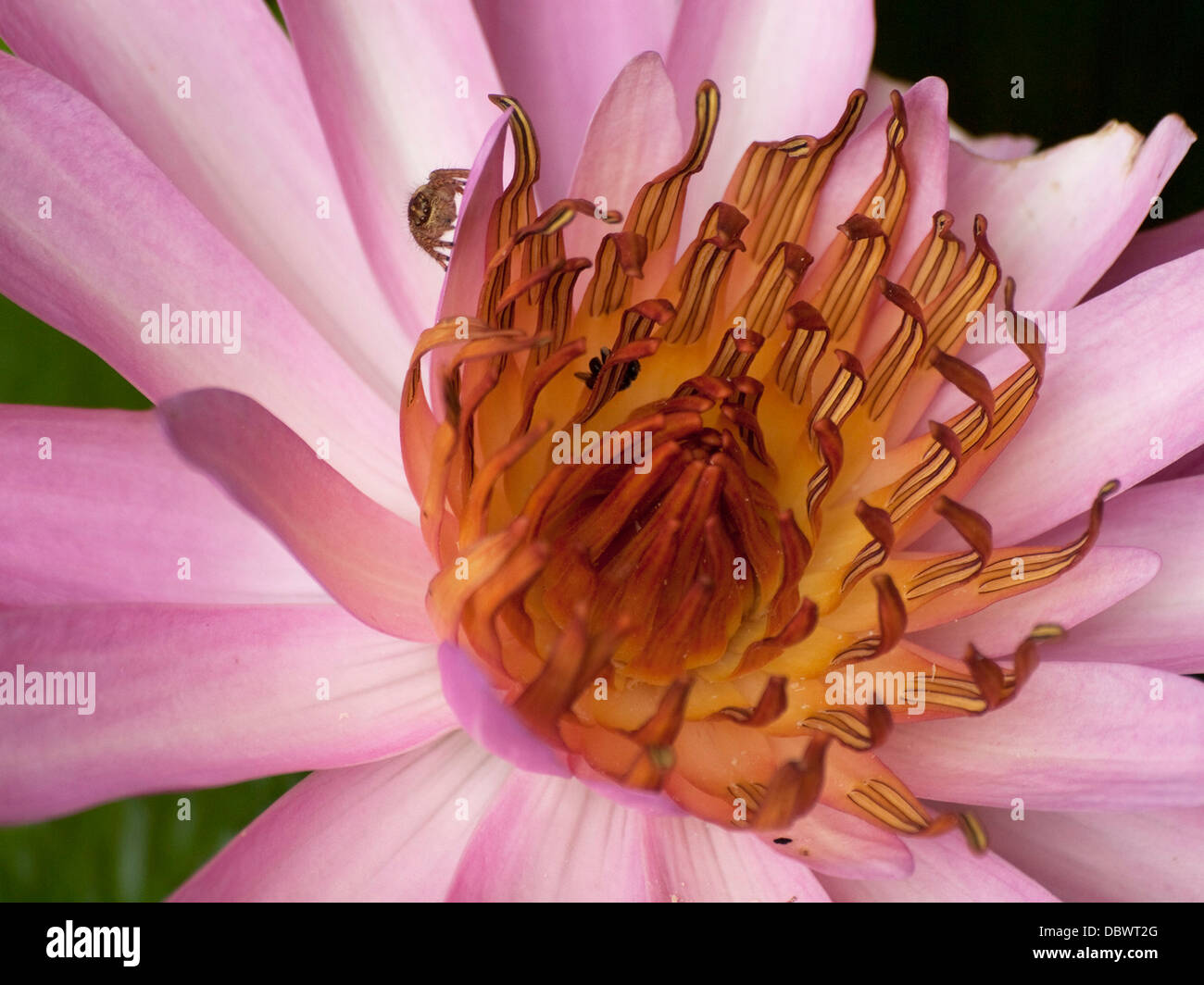 small jumping spider (Salticid species) hunting a tiny black bee ...