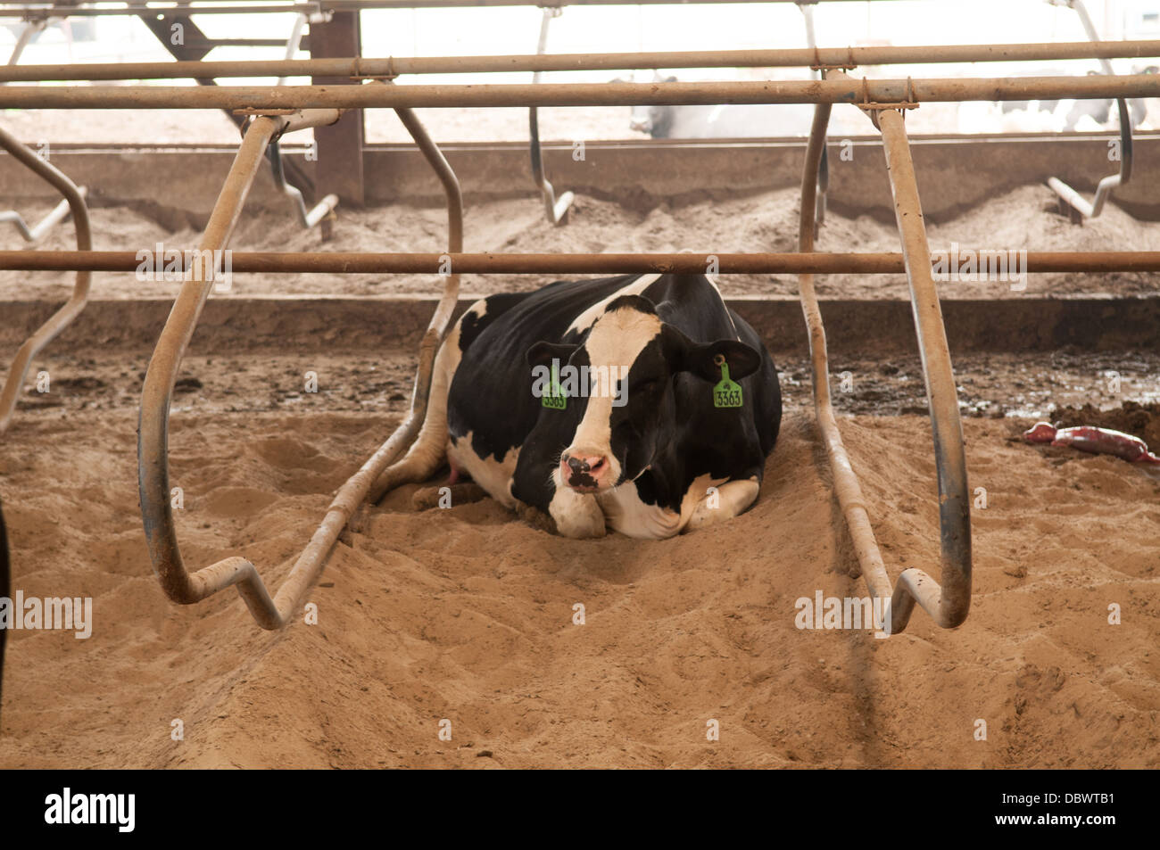 Industrial cattle china hi-res stock photography and images - Alamy