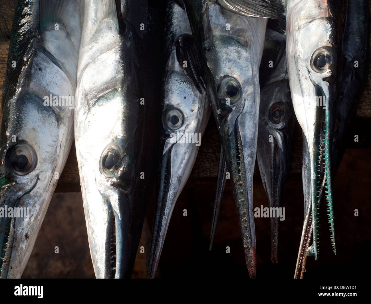 Billfish hi-res stock photography and images - Alamy