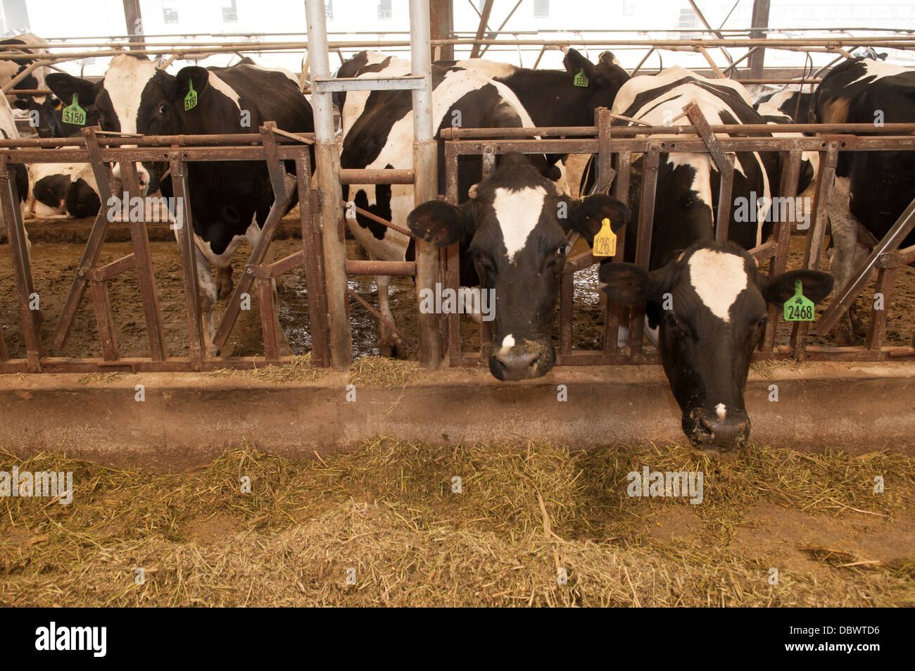 Industrial cattle china hi-res stock photography and images - Alamy