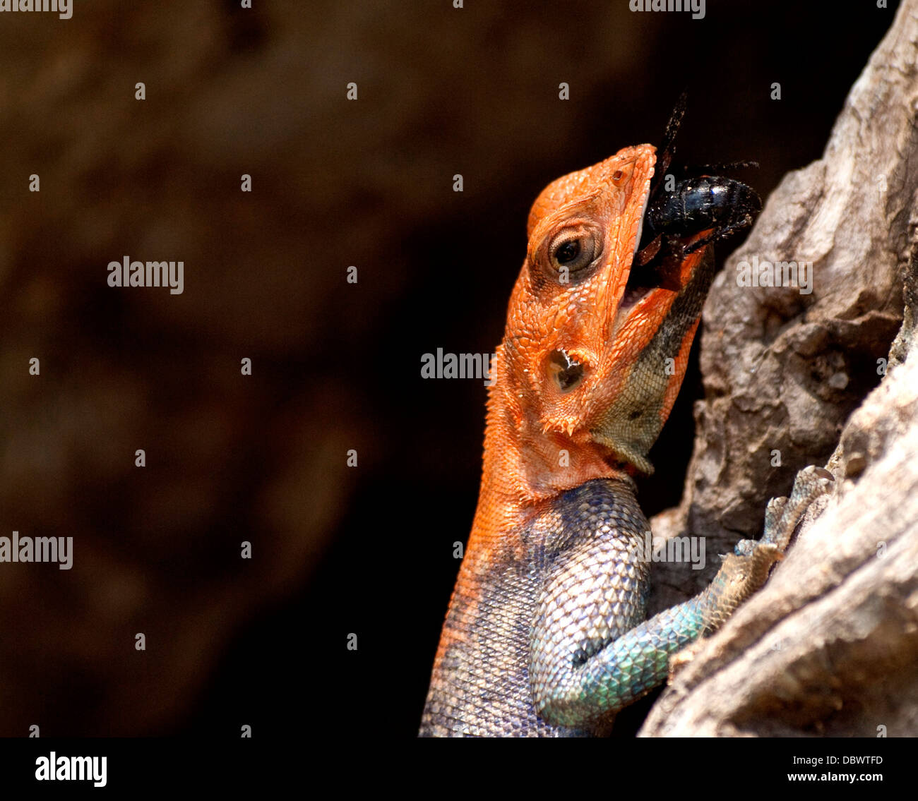 Red headed agama hi-res stock photography and images - Alamy