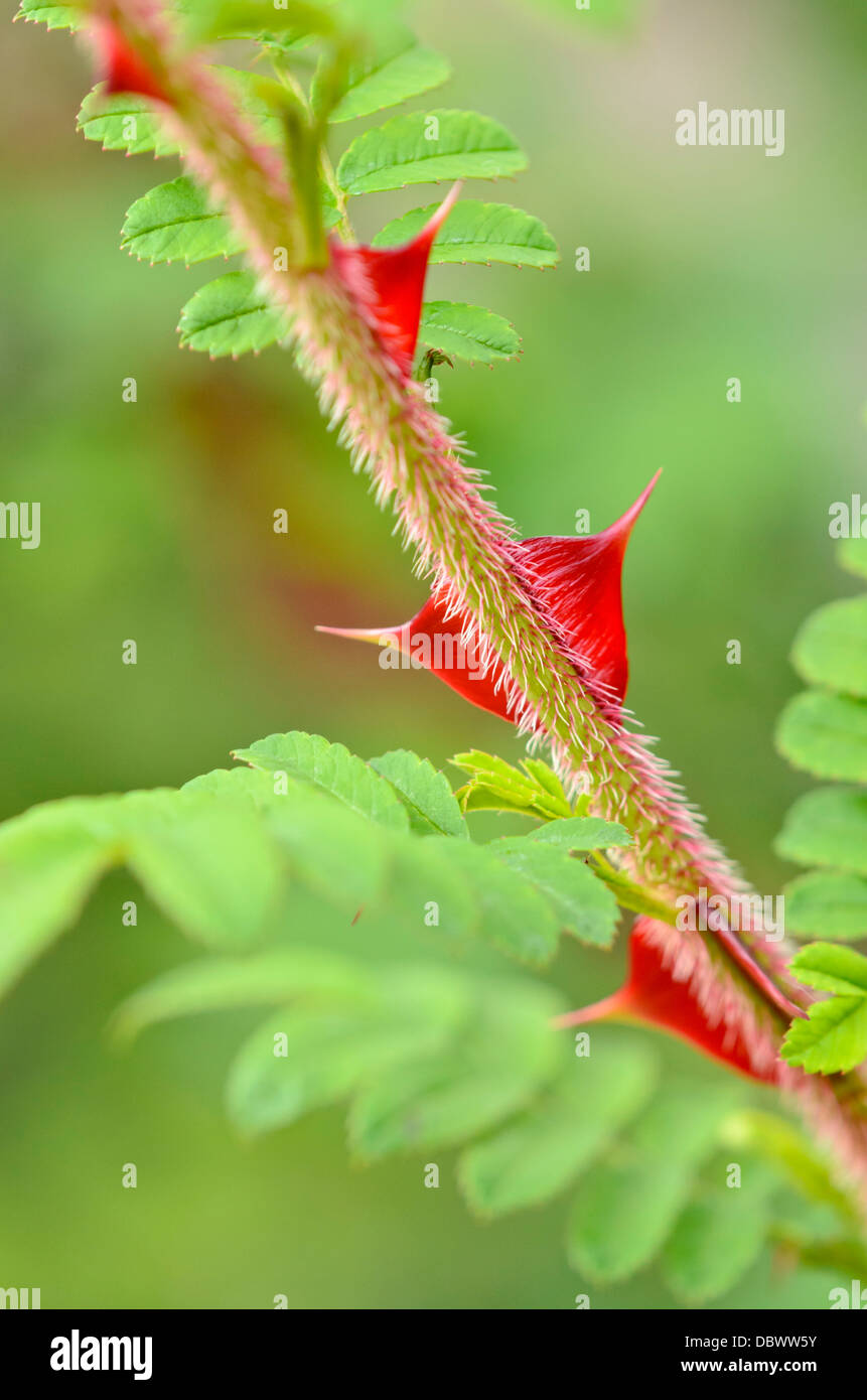 Omeiensis hi-res stock photography and images - Alamy